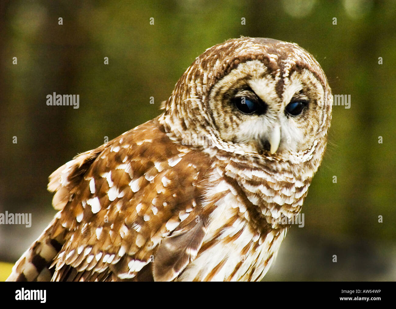 Barred Owl Looking on Stock Photo - Alamy