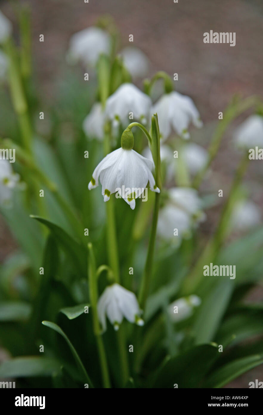 Clump of Snowdrops Stock Photo - Alamy