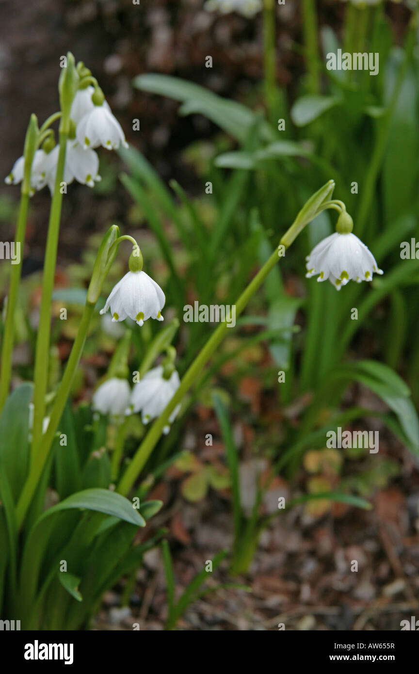 Clump of Snowdrops Stock Photo - Alamy