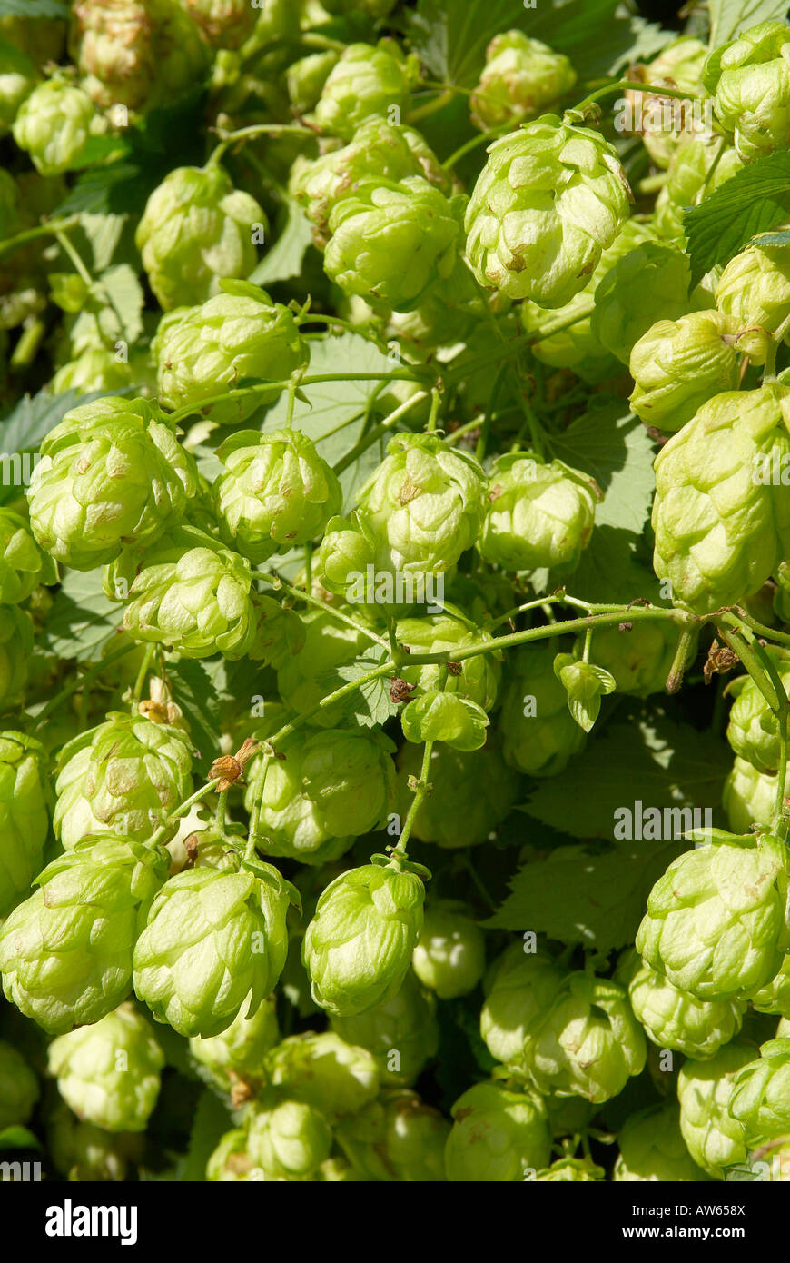 Pick hops hi-res stock photography and images - Alamy