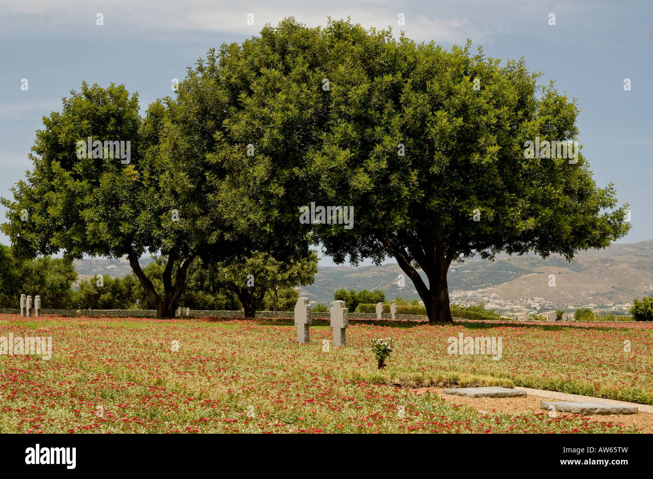 Trees and headstones at German war cemetery in Maleme, Crete, Greece ...