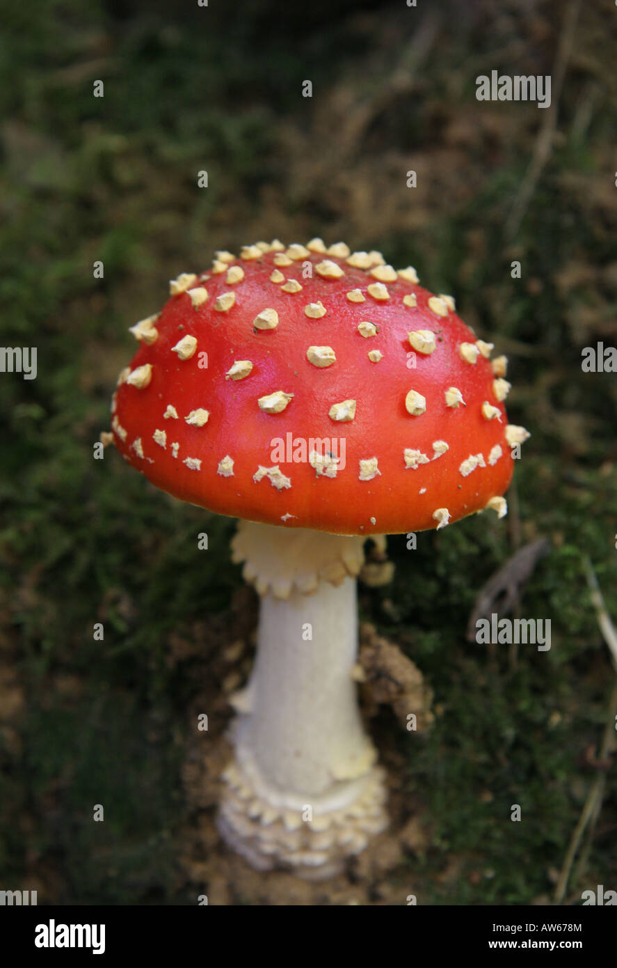 Red and white fly agaric mushroom (Amanita muscaria Stock Photo - Alamy