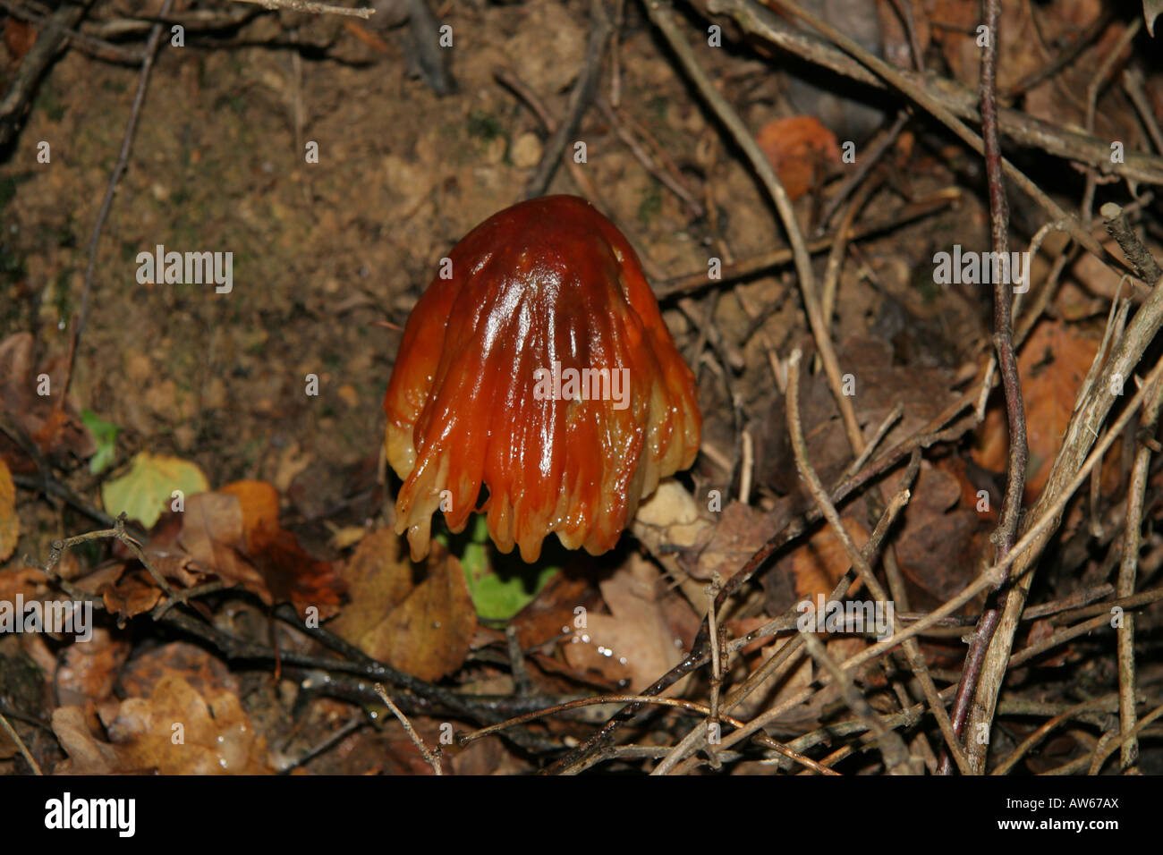 ink cap mushroom growing in secluded woodland corner Stock Photo - Alamy