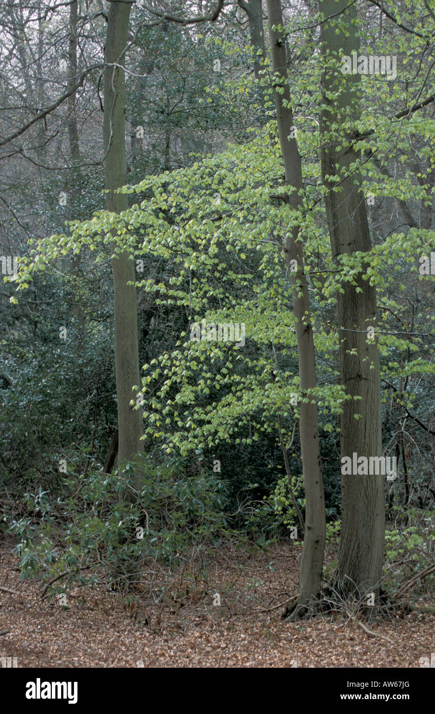 Beech tree Fagus sylvatica Stock Photo - Alamy