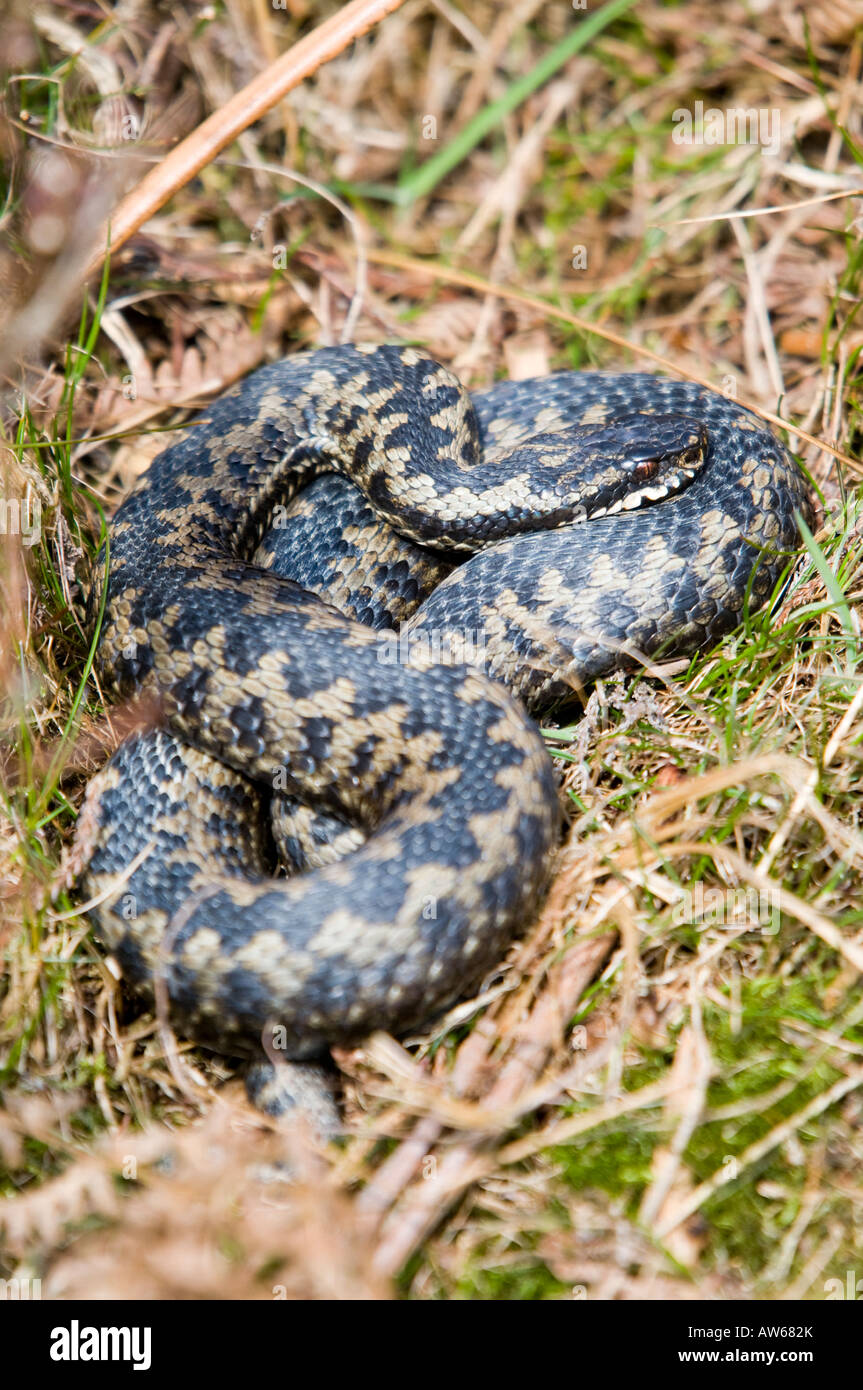 Adder, Vipera berus, Peak District, Derbyshire, UK Stock Photo - Alamy