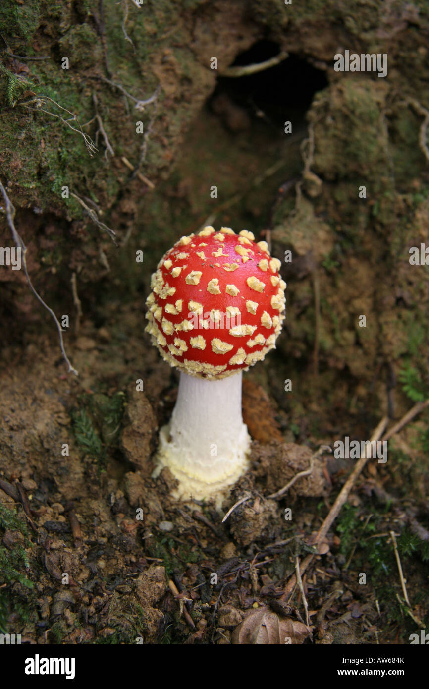 Red and white fly agaric mushroom (Amanita muscaria Stock Photo - Alamy