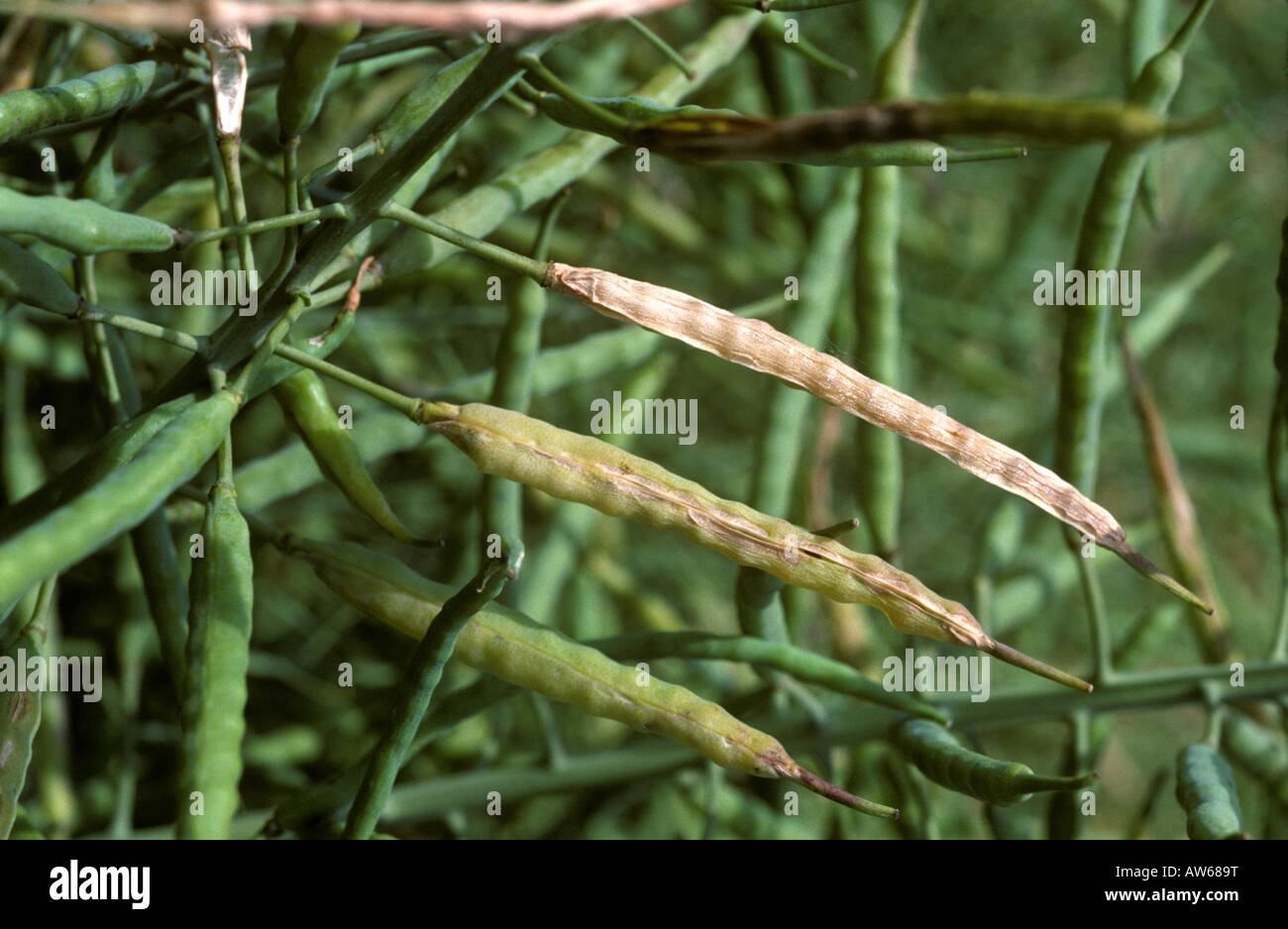 Bladder pod midge Dasineura brassicae damage to oilseed rape seed pods ...