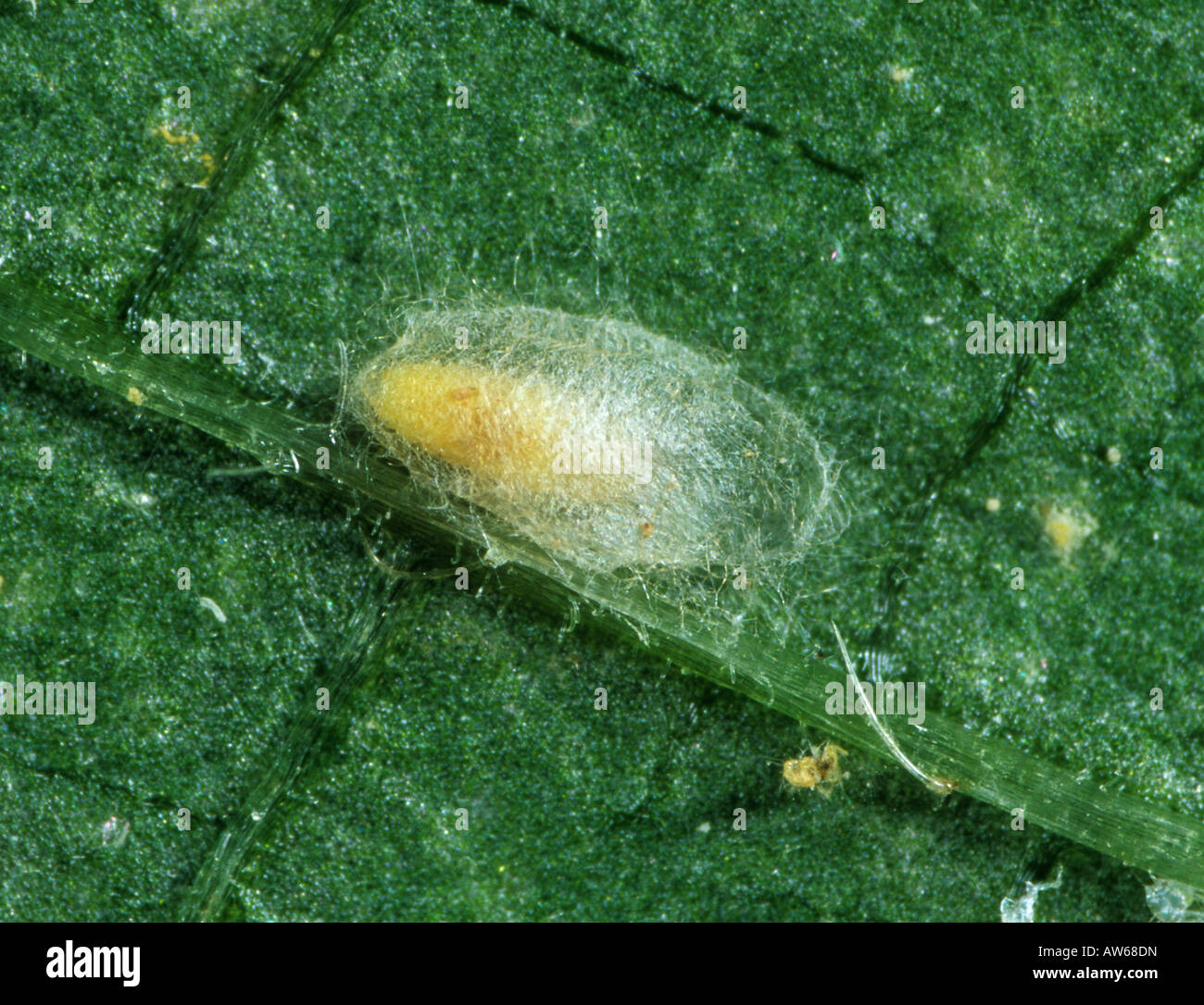 Predatory midge Feltiella acarisuga cocoon Stock Photo - Alamy