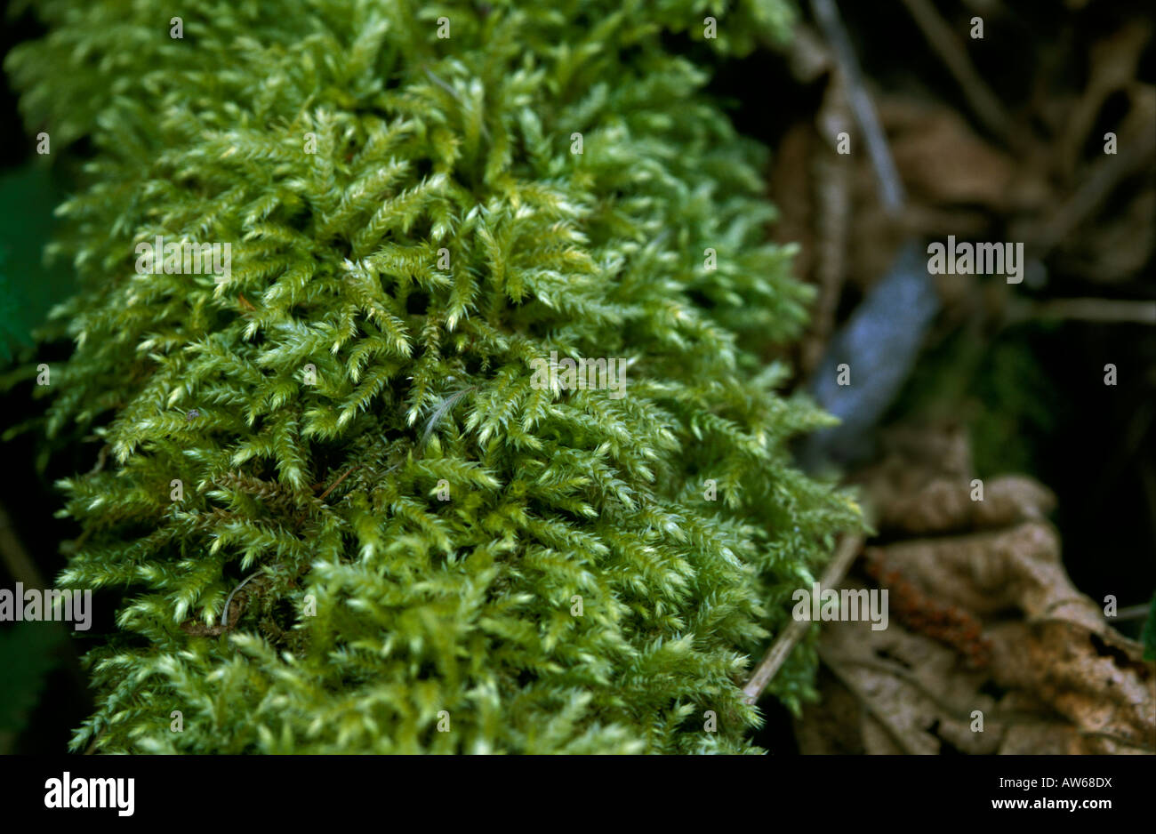 Moss Musci on dead tree branch Stock Photo - Alamy