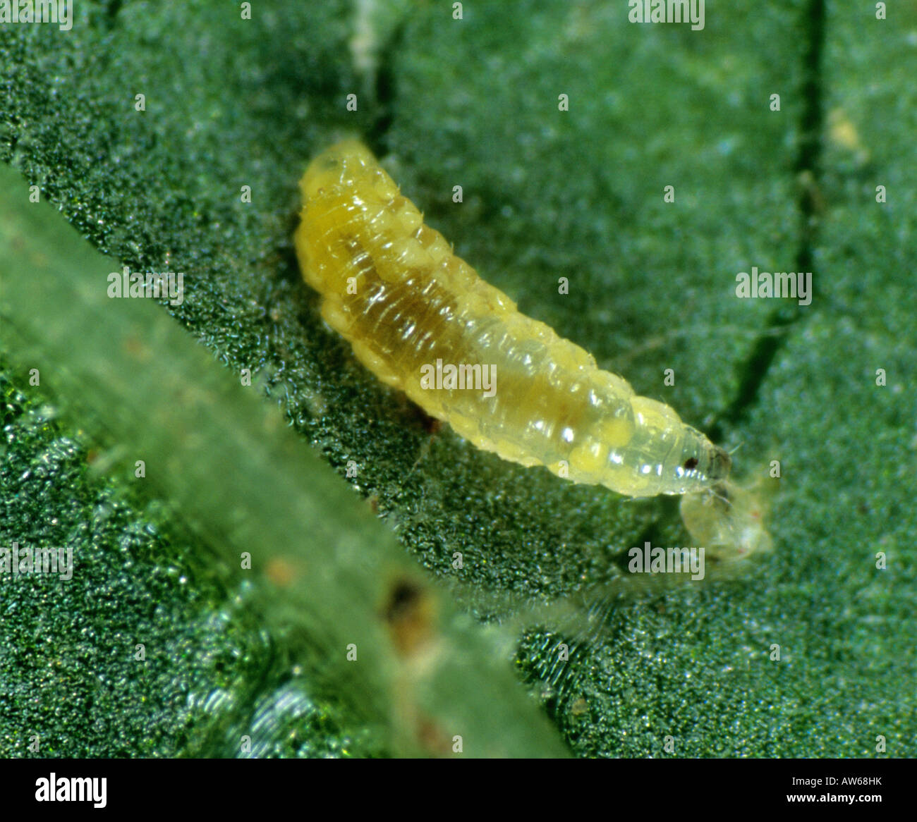 Predatory midge larva Feltiella acarisuga attacking two spotted spider ...