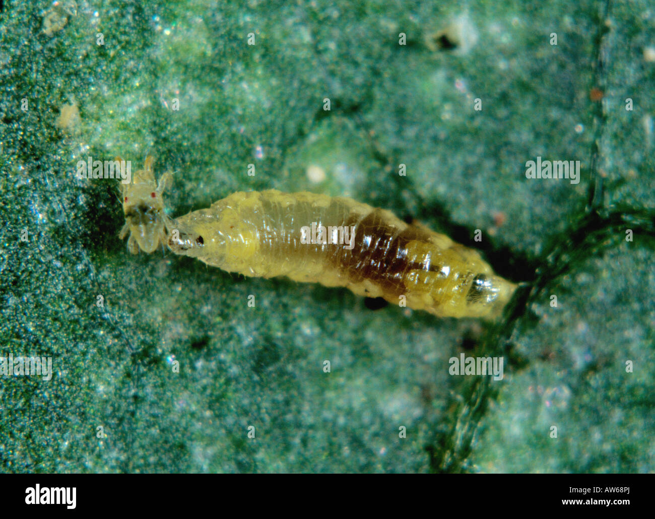 Predatory midge larva Feltiella acarisuga attacking two spotted spider ...