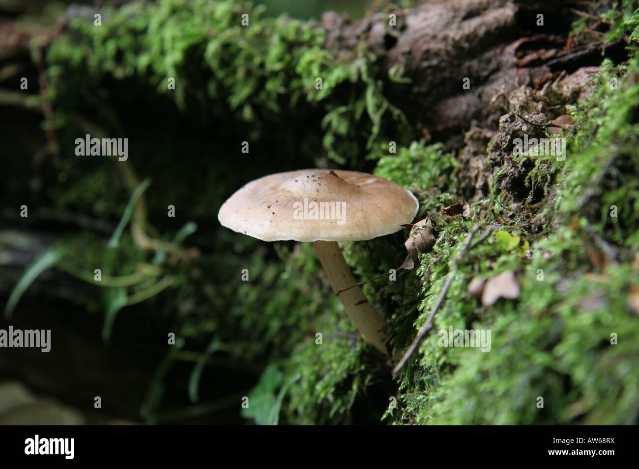 Mushroom growing from a mossy river bank Stock Photo - Alamy