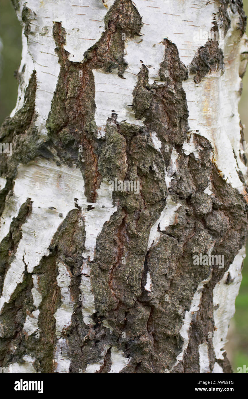 Silver Birch bark Betula pendula Stock Photo - Alamy