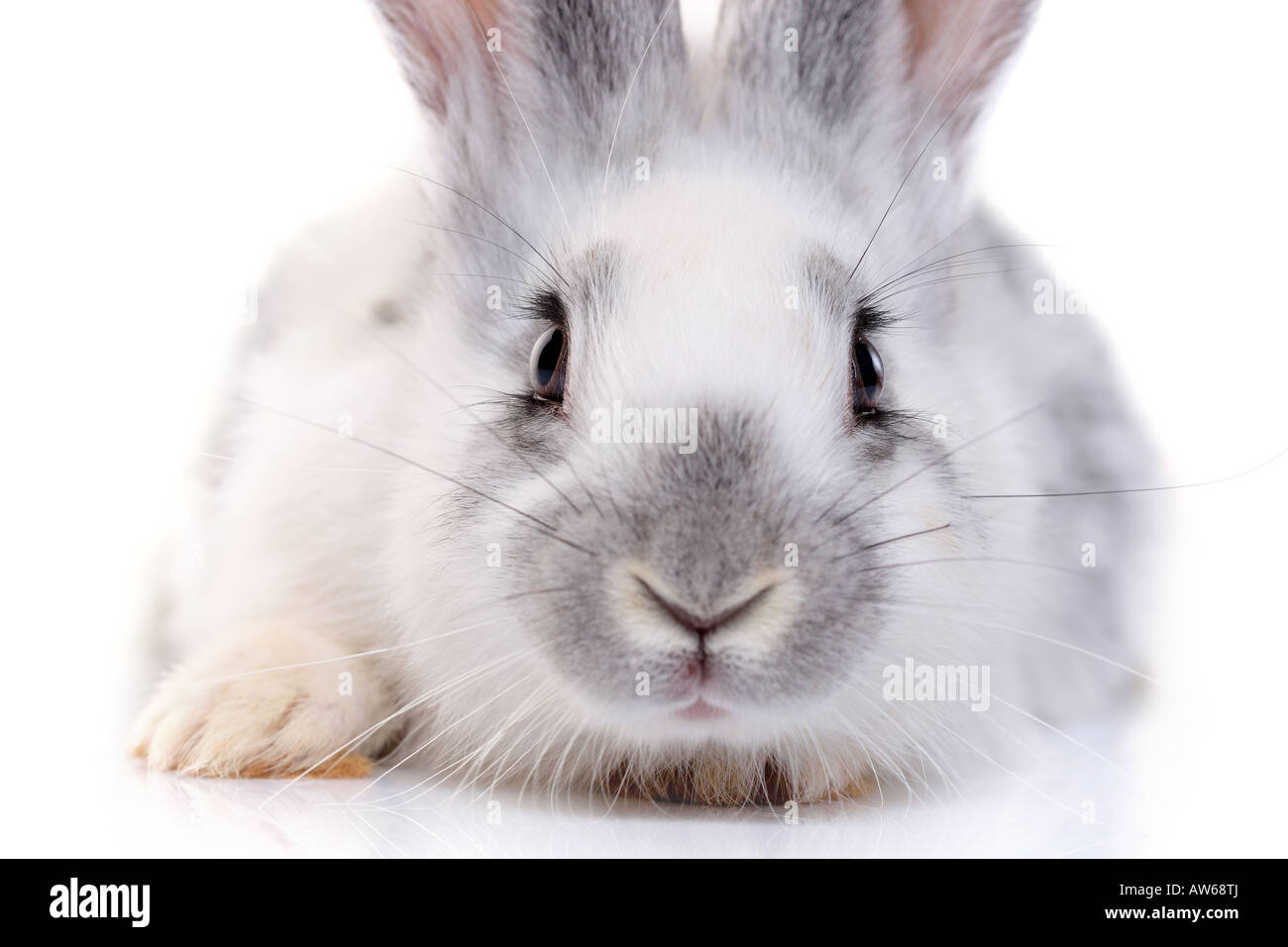 portrait of a cute little white / gray rabbit Stock Photo - Alamy