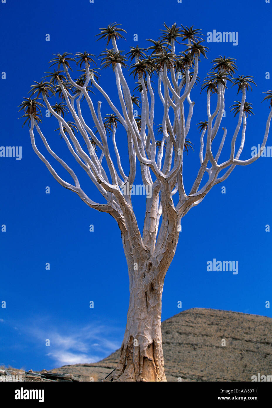 forlorn tree standing on barren landscape Stock Photo - Alamy