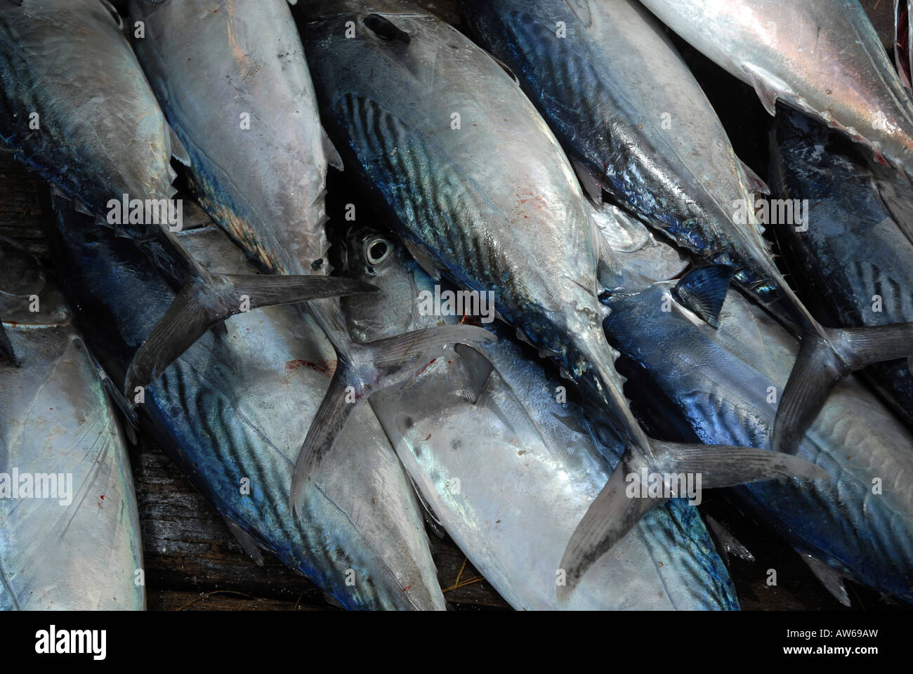 A fresh catch of fish on Denis Island The Seychelles in the Indian ...