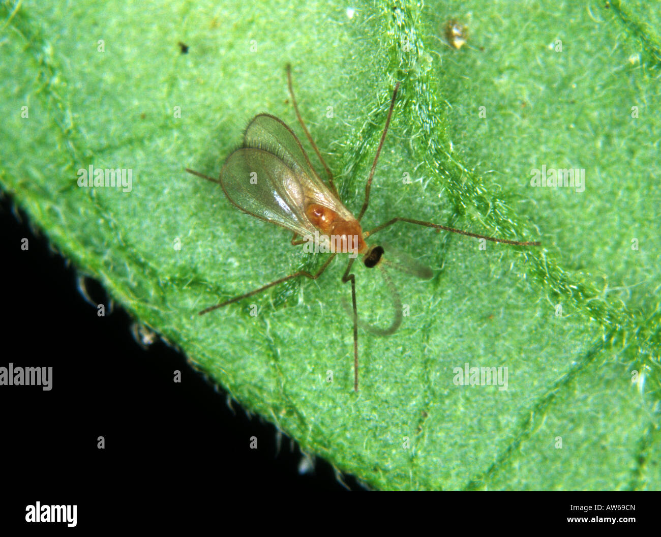 Predatory midge Feltiella acarisuga midge adult Stock Photo - Alamy