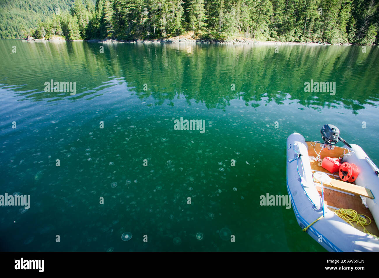Huge Quantity of Moon Jelly Fish, Tenedos Bay, Desolation Sound BC ...