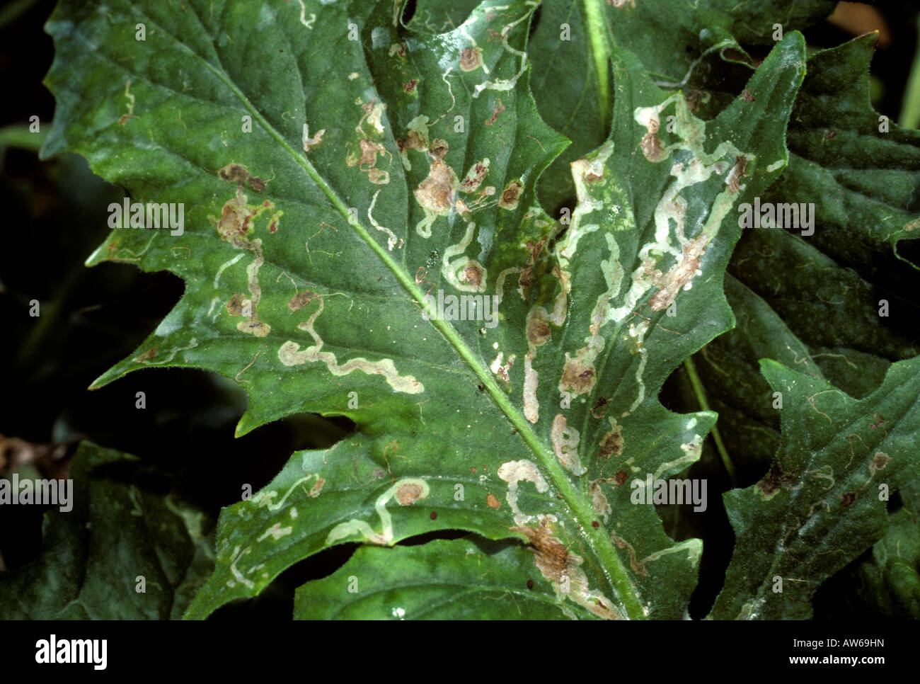 Severe leafminer Liriomyza spp damage to Gerbera crop under glass Italy ...