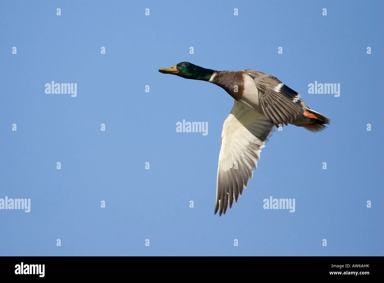 Flying immortal hi-res stock photography and images - Alamy