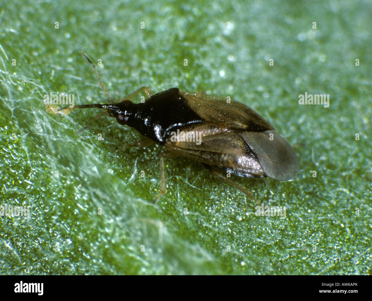 Predatory flower bug Orius majusculus feeding on western flower thrip ...