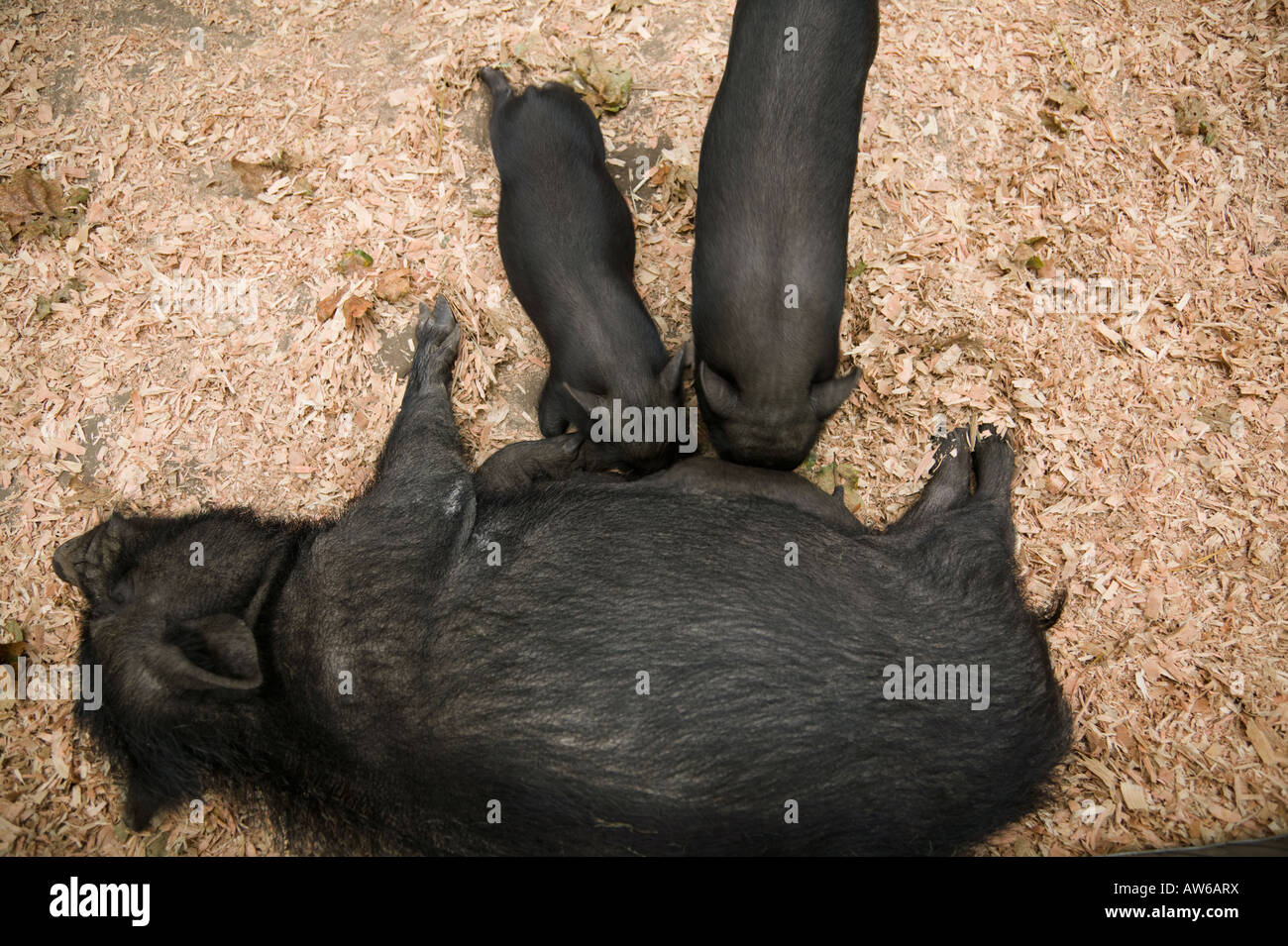 Pig and piglets Langley BC, Canada Stock Photo - Alamy