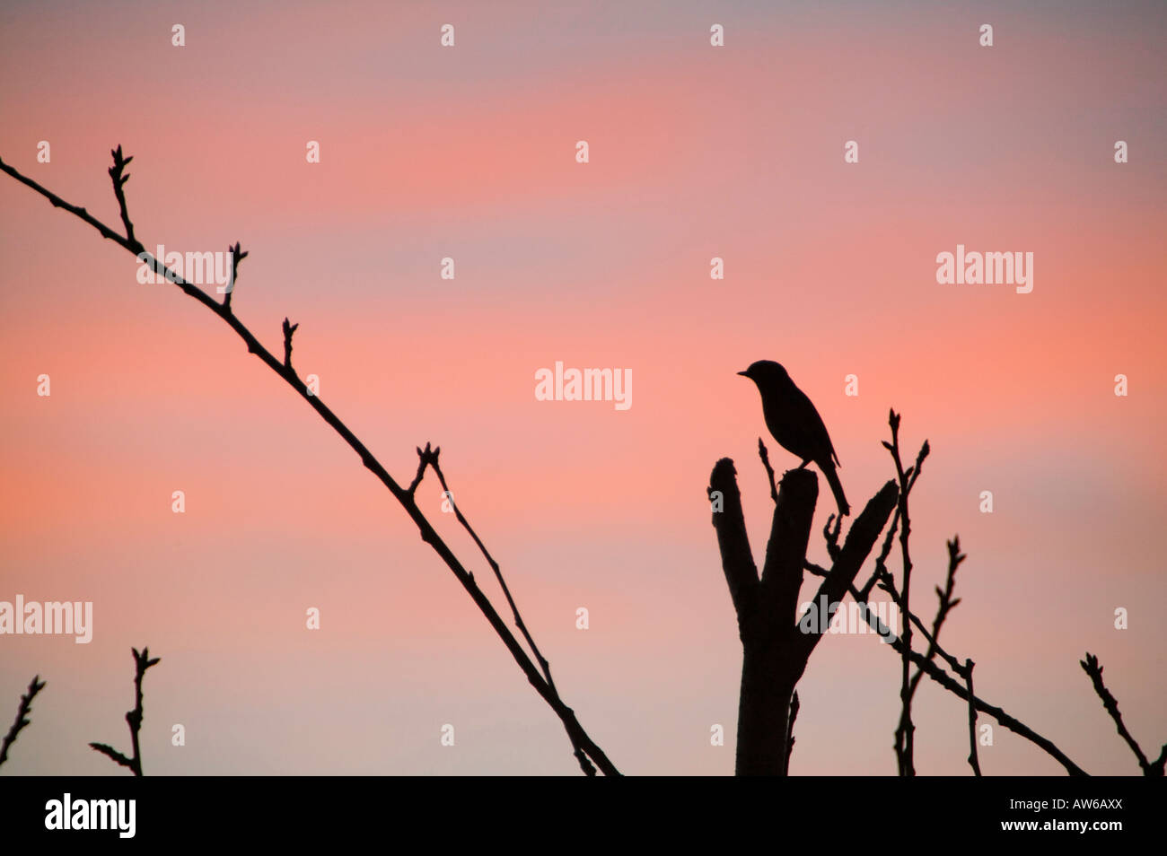 A Robin at sunset Ambleside UK Stock Photo - Alamy