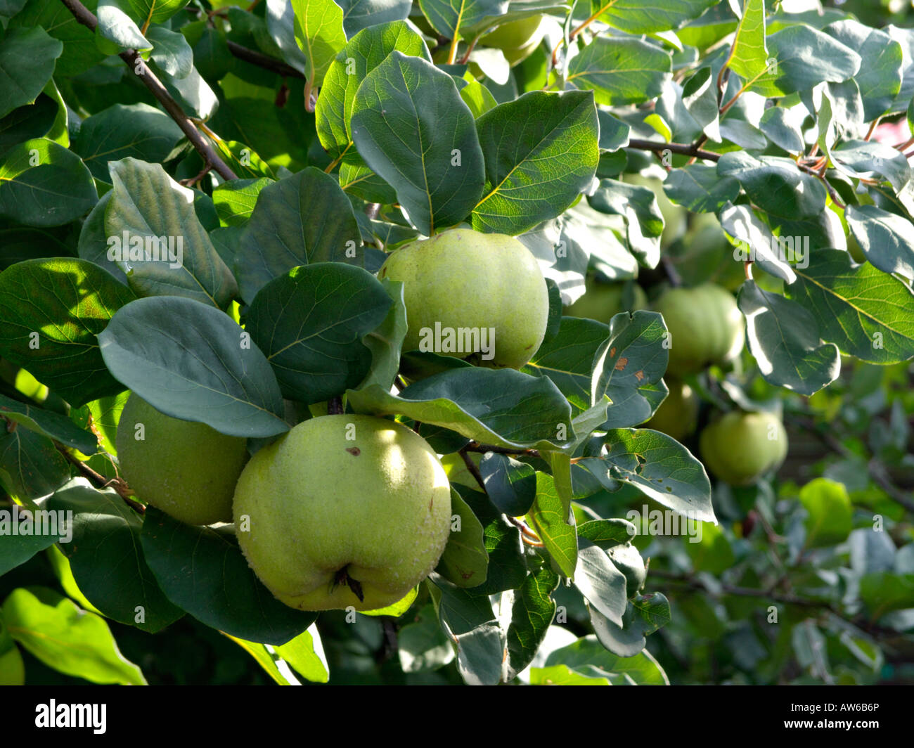 Quince (Cydonia oblonga Stock Photo - Alamy