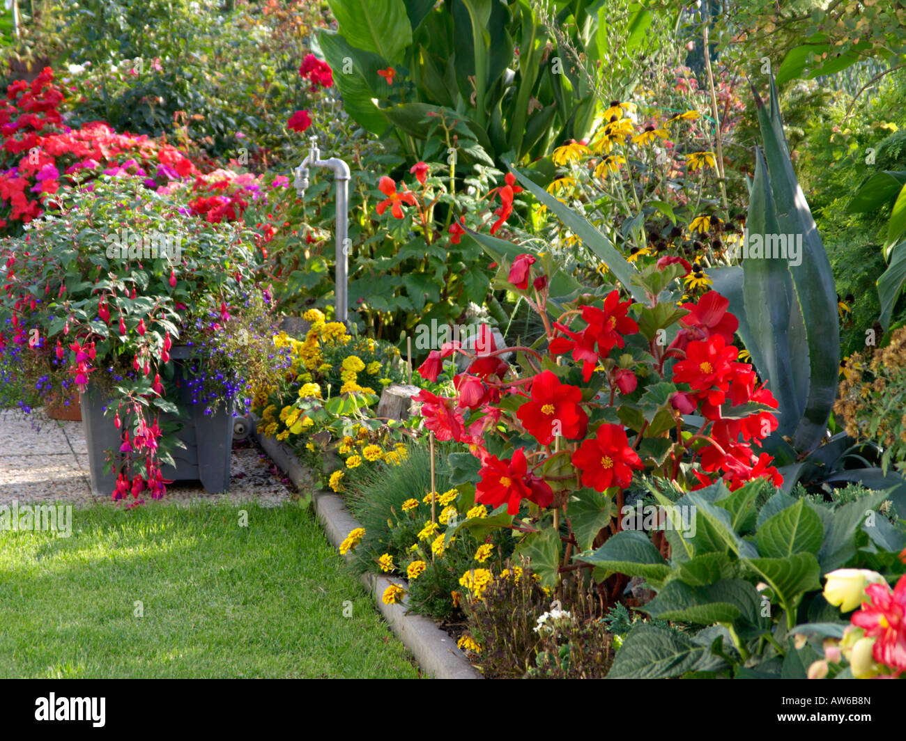 Begonias (Begonia), marigolds (Tagetes) and fuchsias (Fuchsia Stock ...