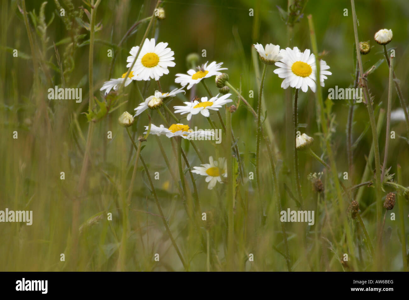Ox eye daisy flowers Leucanthemum vulgare Stock Photo - Alamy
