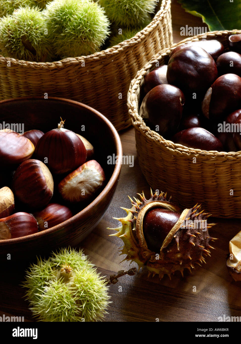 Sweet chestnut (Castanea sativa) and common horse chestnut (Aesculus ...