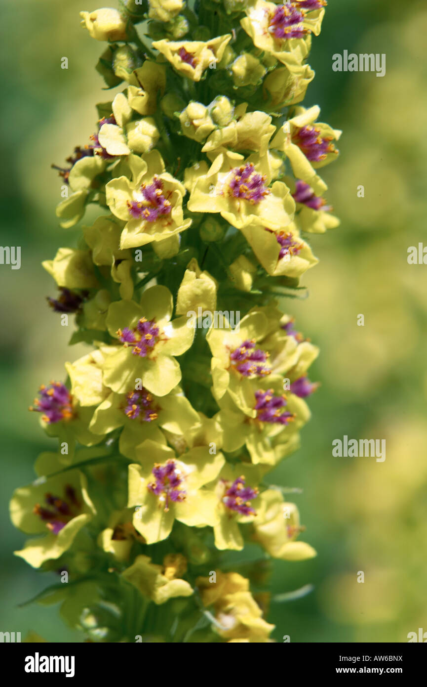 Dark Mullein flower spike Verbascum nigrum Stock Photo - Alamy