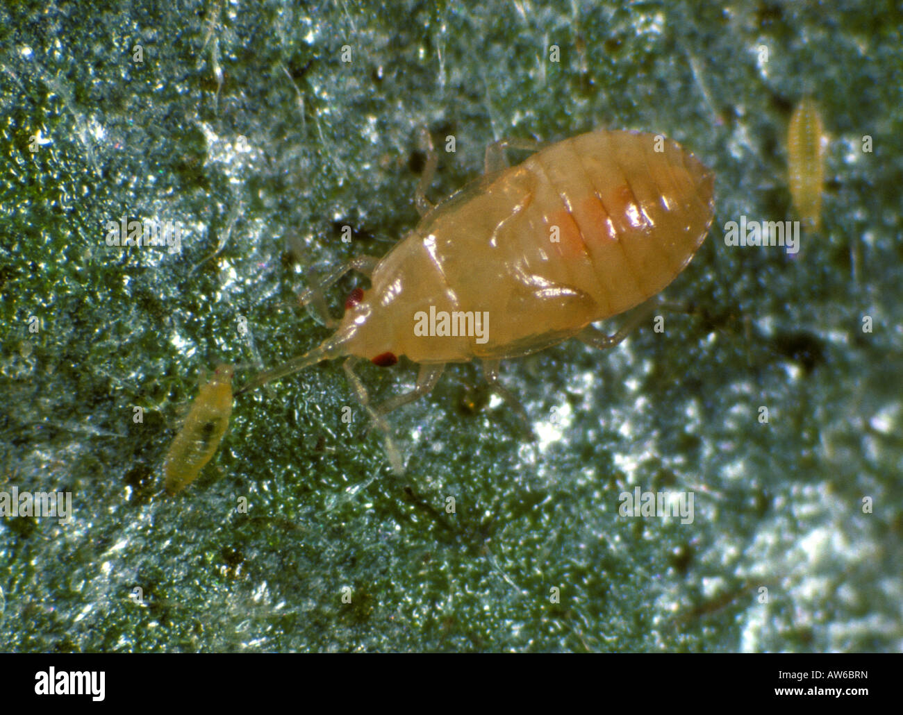 Orius laevigatus hi-res stock photography and images - Alamy