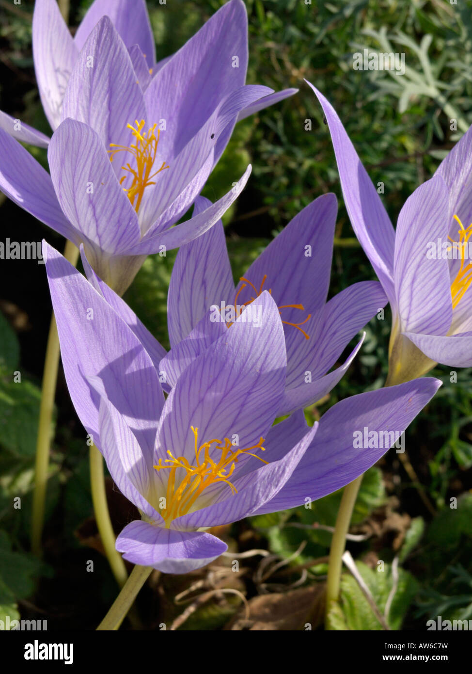 Autumn crocus (Crocus speciosus Stock Photo - Alamy