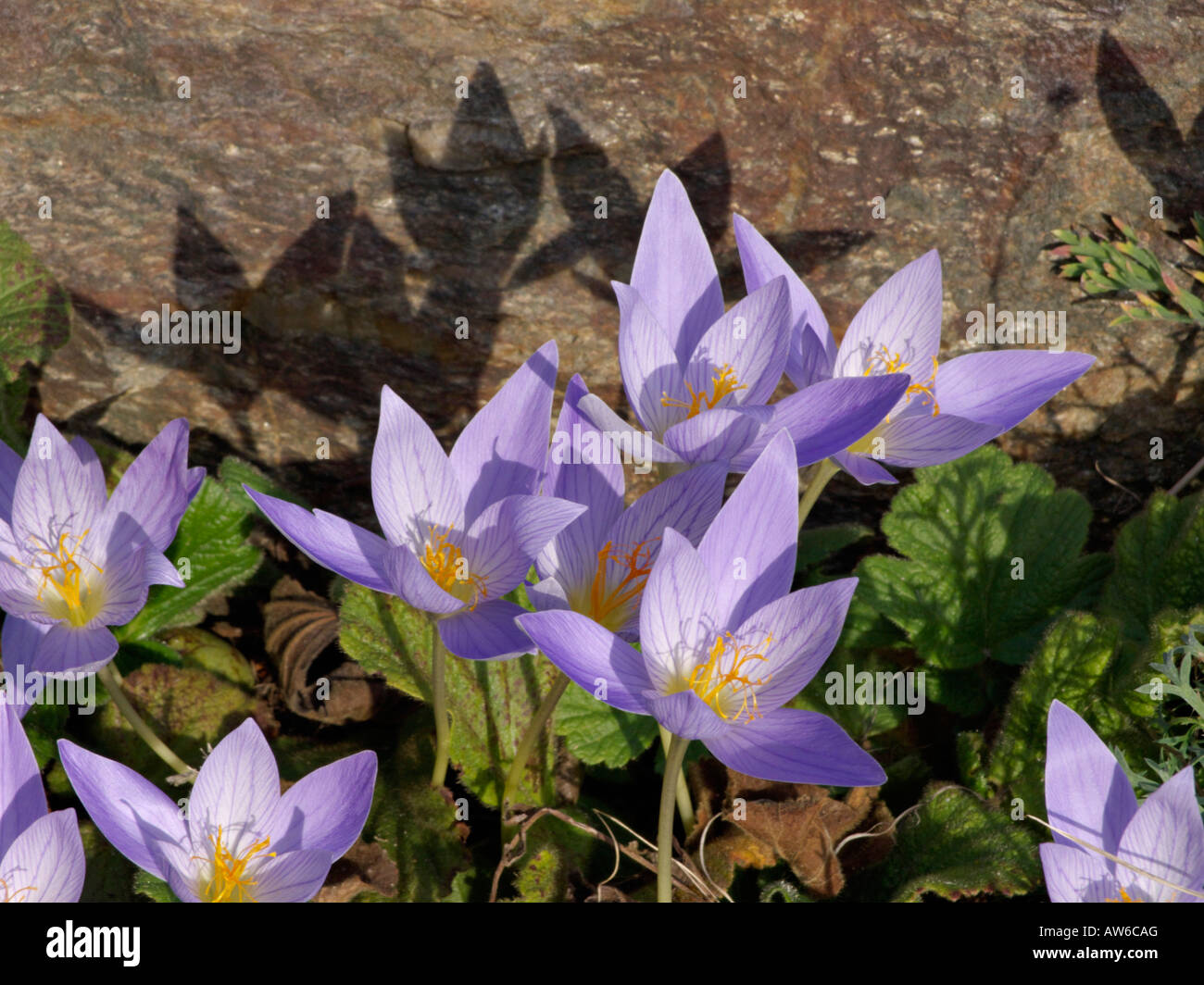 Speciosus Crocus High Resolution Stock Photography and Images - Alamy