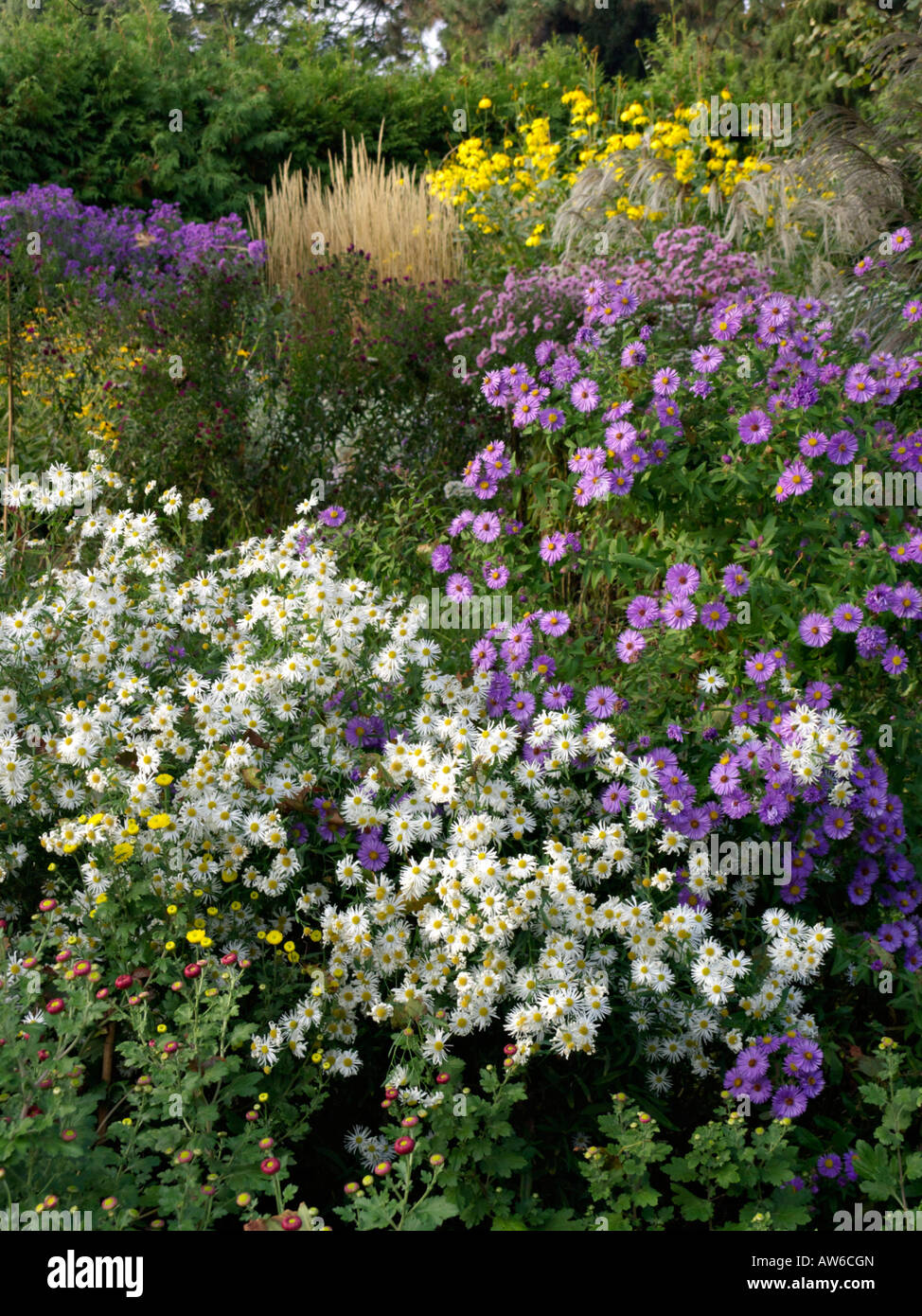 Autumnal garden with asters (Aster Stock Photo - Alamy