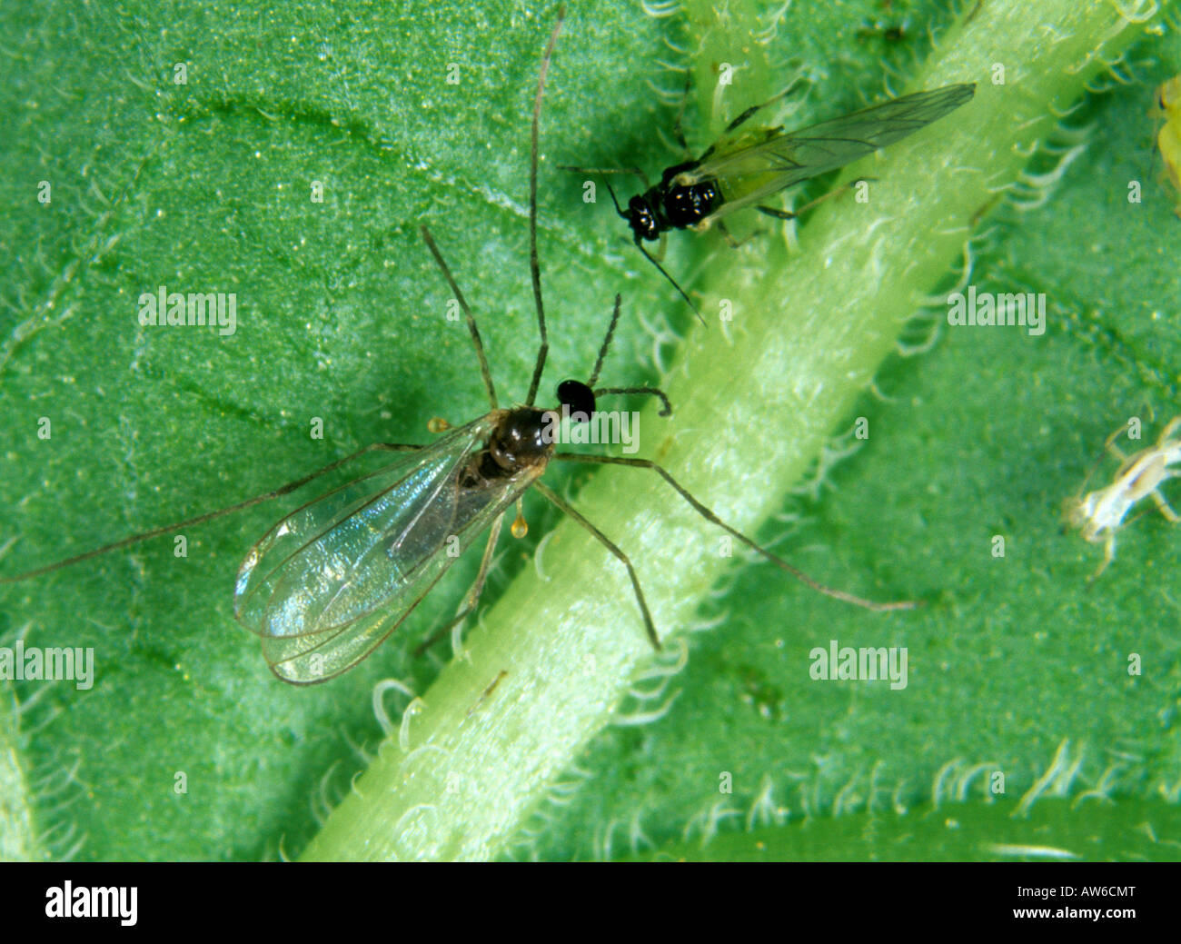 Predatory midge Aphidoletes aphidimyza an adult midge on a leaf with an ...