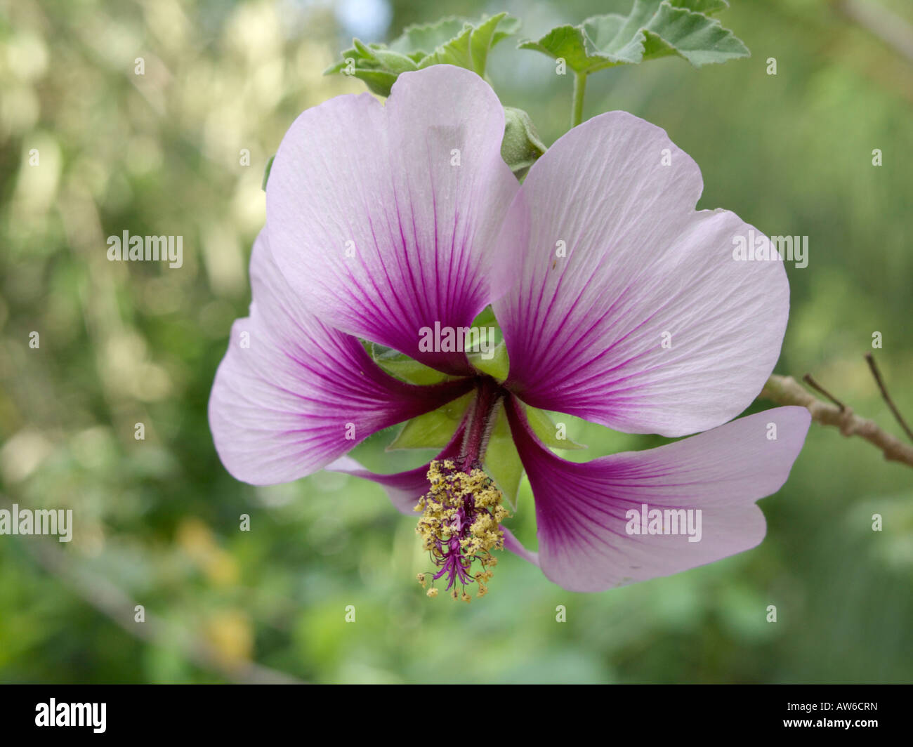 Tree mallow (Lavatera maritima Stock Photo - Alamy