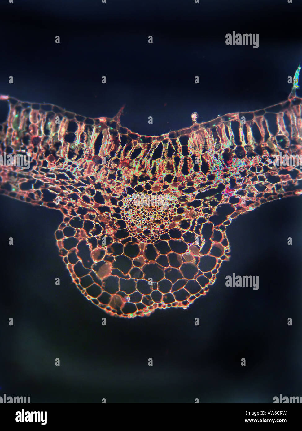 Vascular bundle leaf hi-res stock photography and images - Alamy