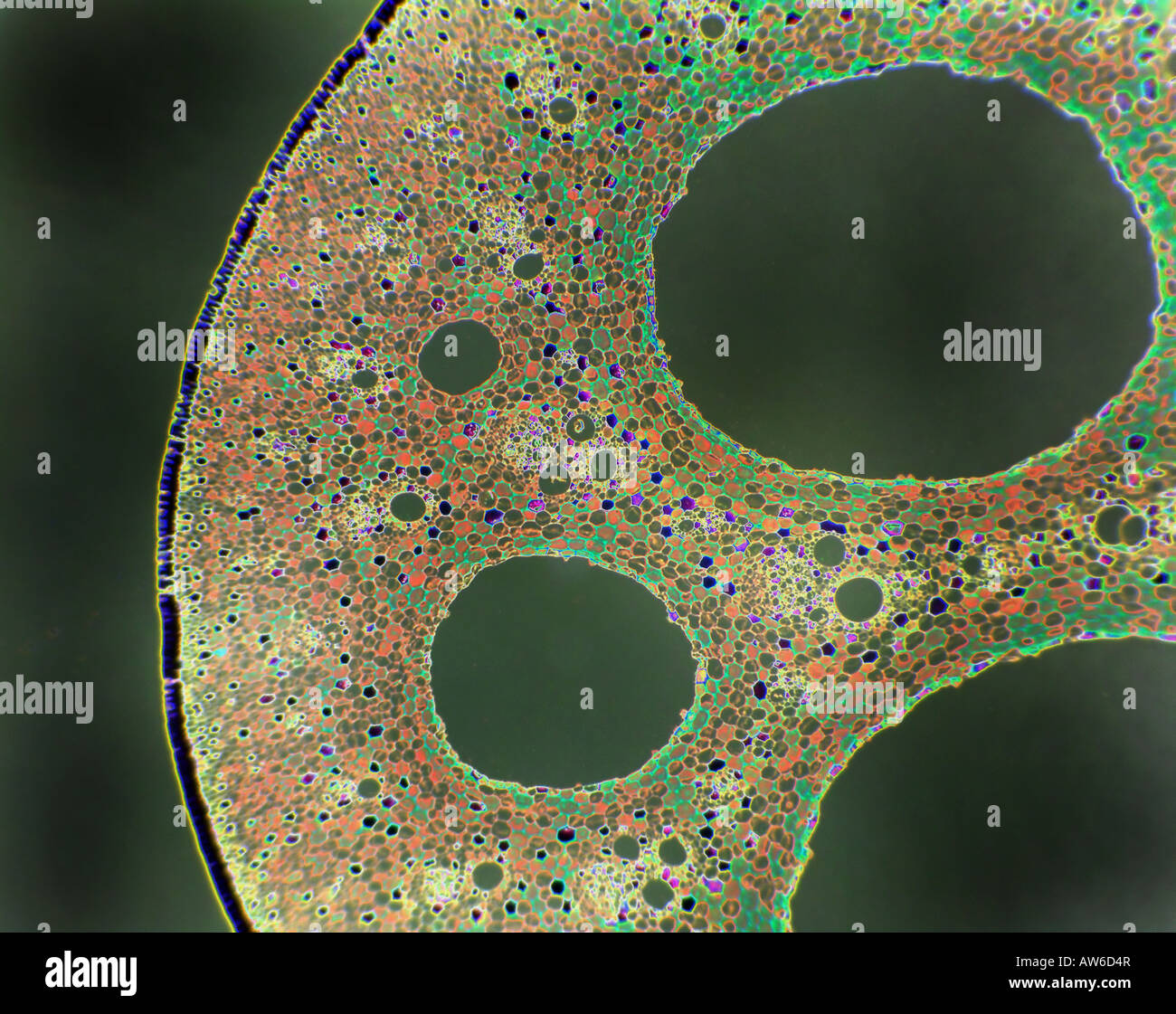 Lily cross section hi-res stock photography and images - Alamy Lily cross section hi-res stock photography and images - Alamy