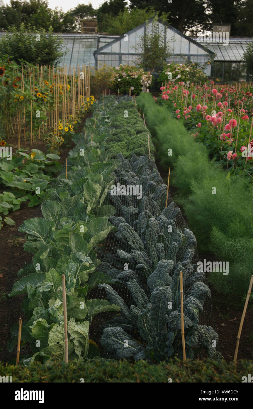 Rows of Black Nero (Cavolo) Cabbage with fennel and broccoli plants ...