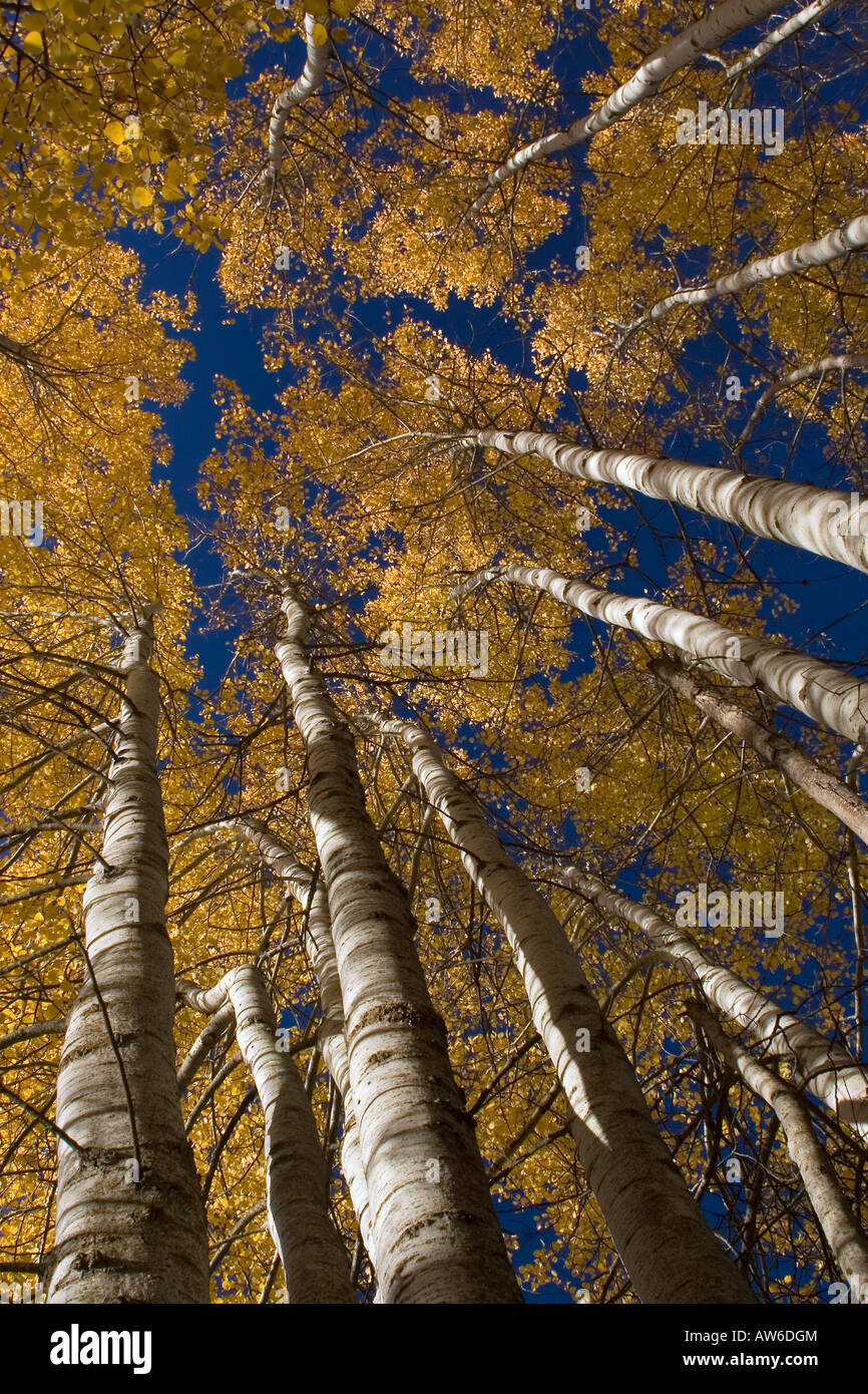 Changing aspen leaves hi-res stock photography and images - Alamy