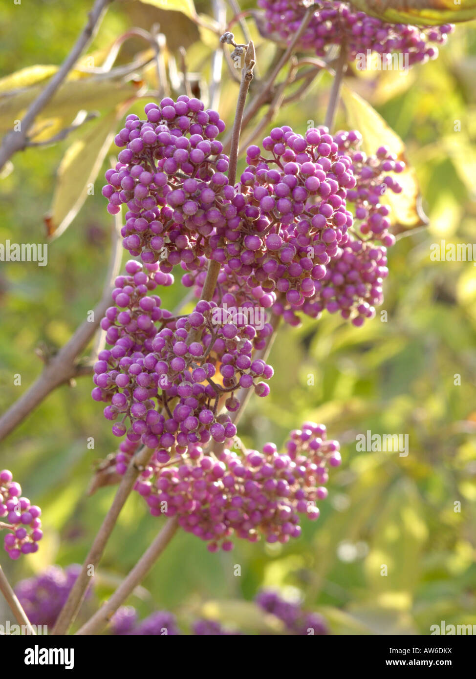 Beautyberry (Callicarpa cathayana Stock Photo - Alamy