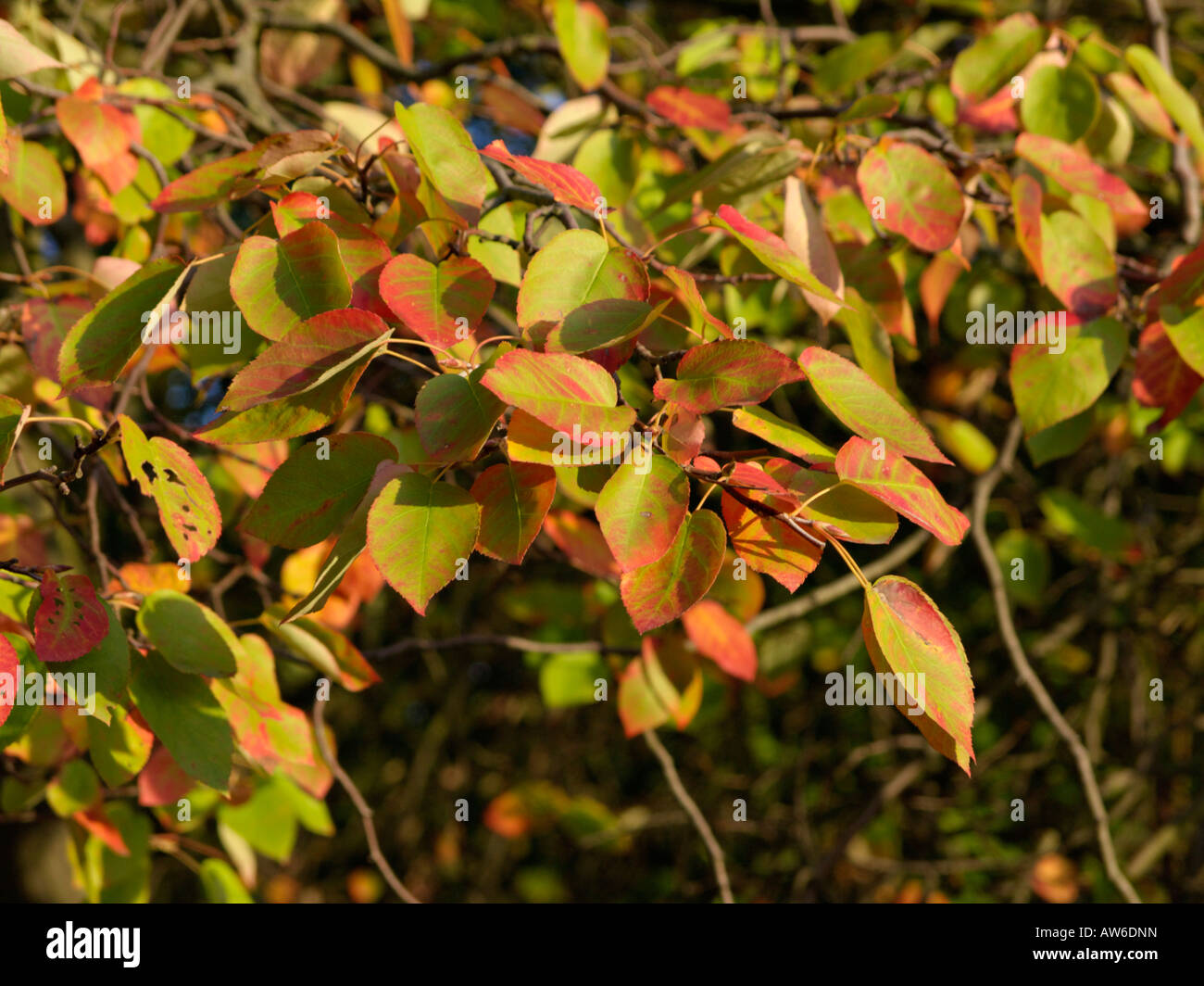 Downy service berry (Amelanchier arborea Stock Photo - Alamy
