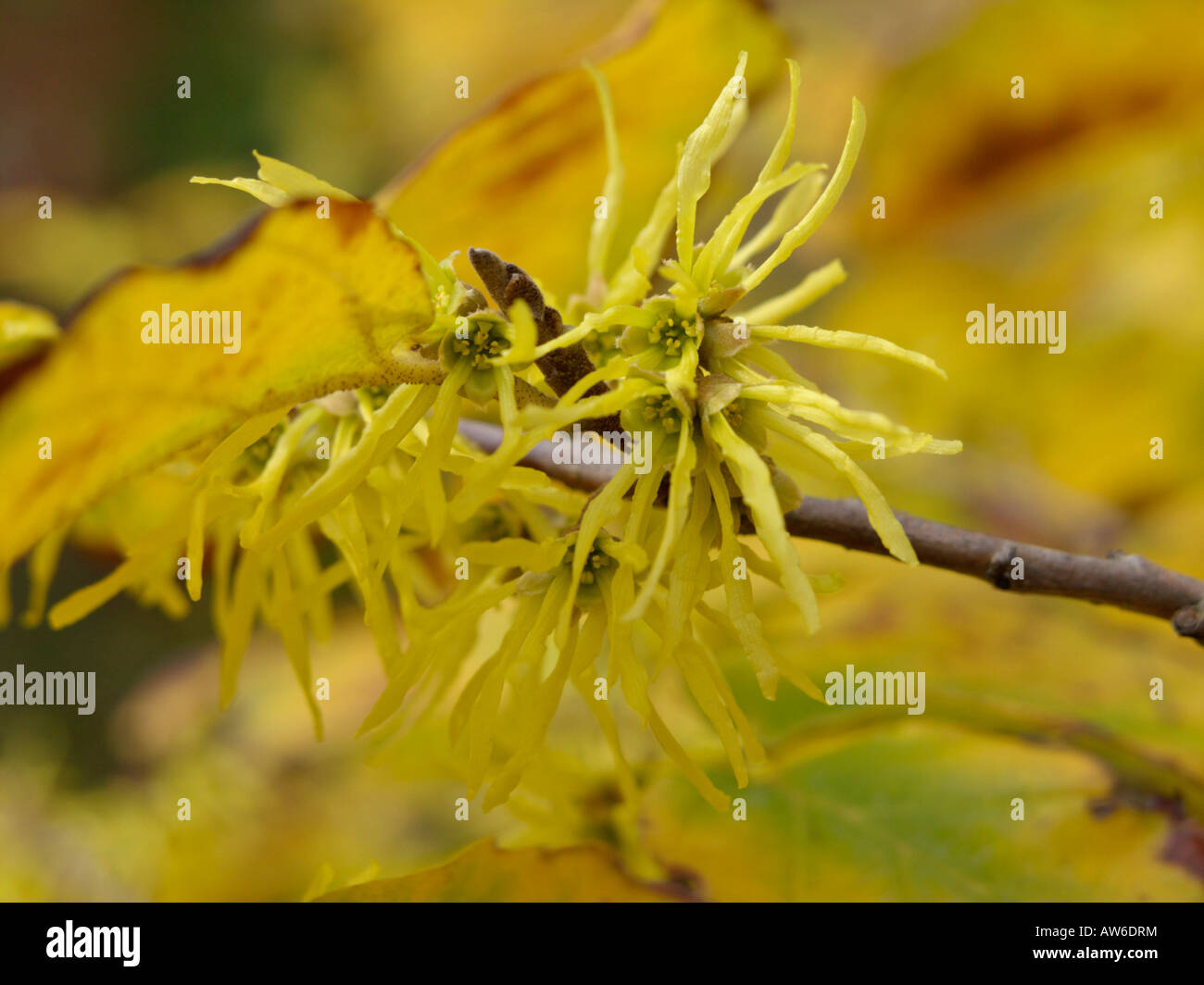 American witch hazel (Hamamelis virginiana Stock Photo - Alamy