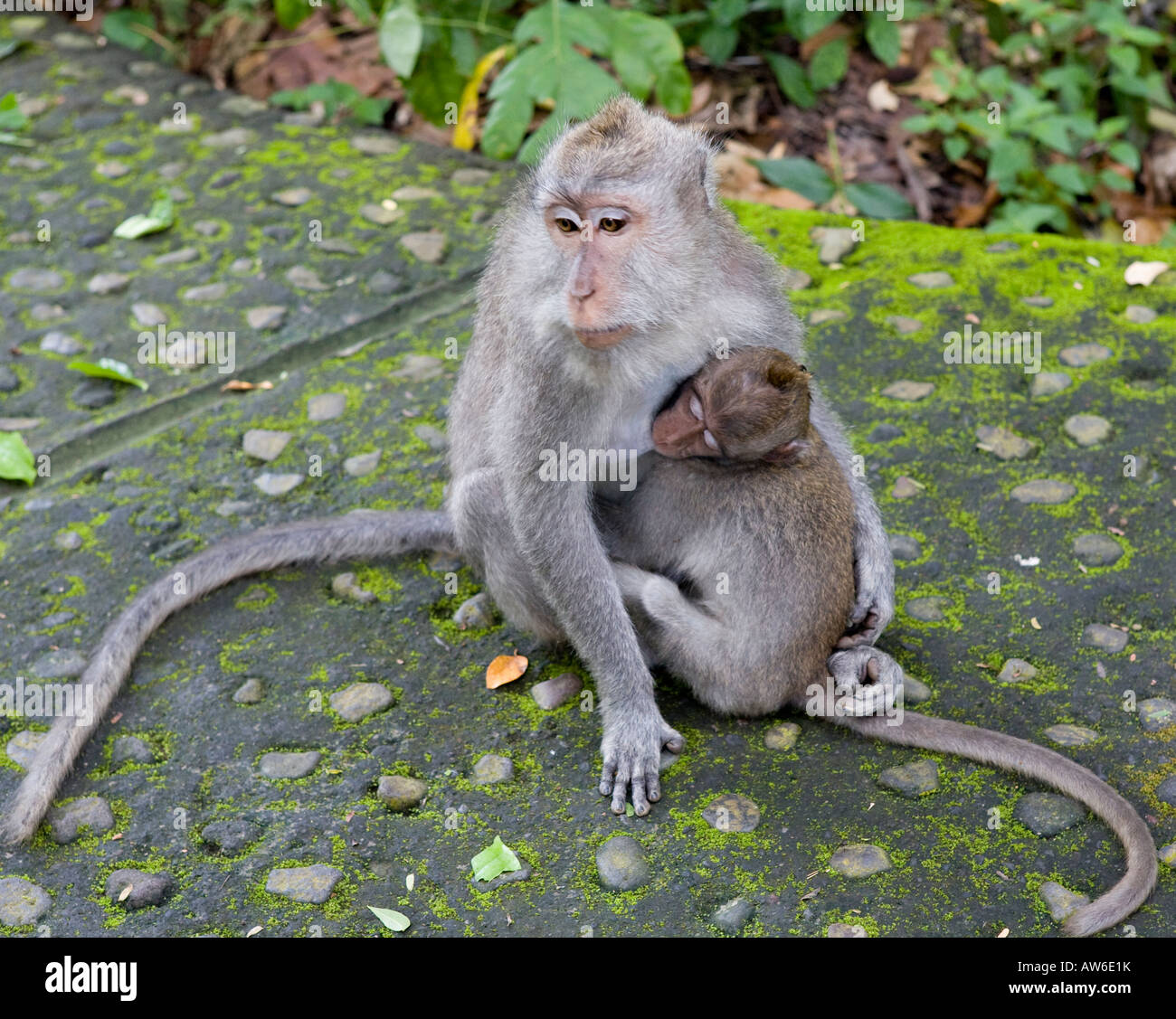 A couple Of Long Tailed Macaques Macaca Fascicularis Monkeys In The Monkey Forest Ubud Bali ...