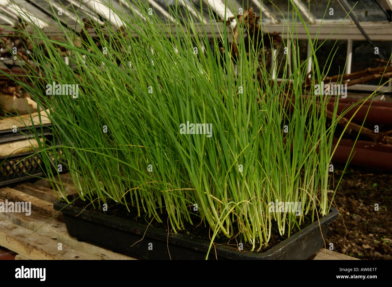 Long leek plants in a tray Stock Photo - Alamy