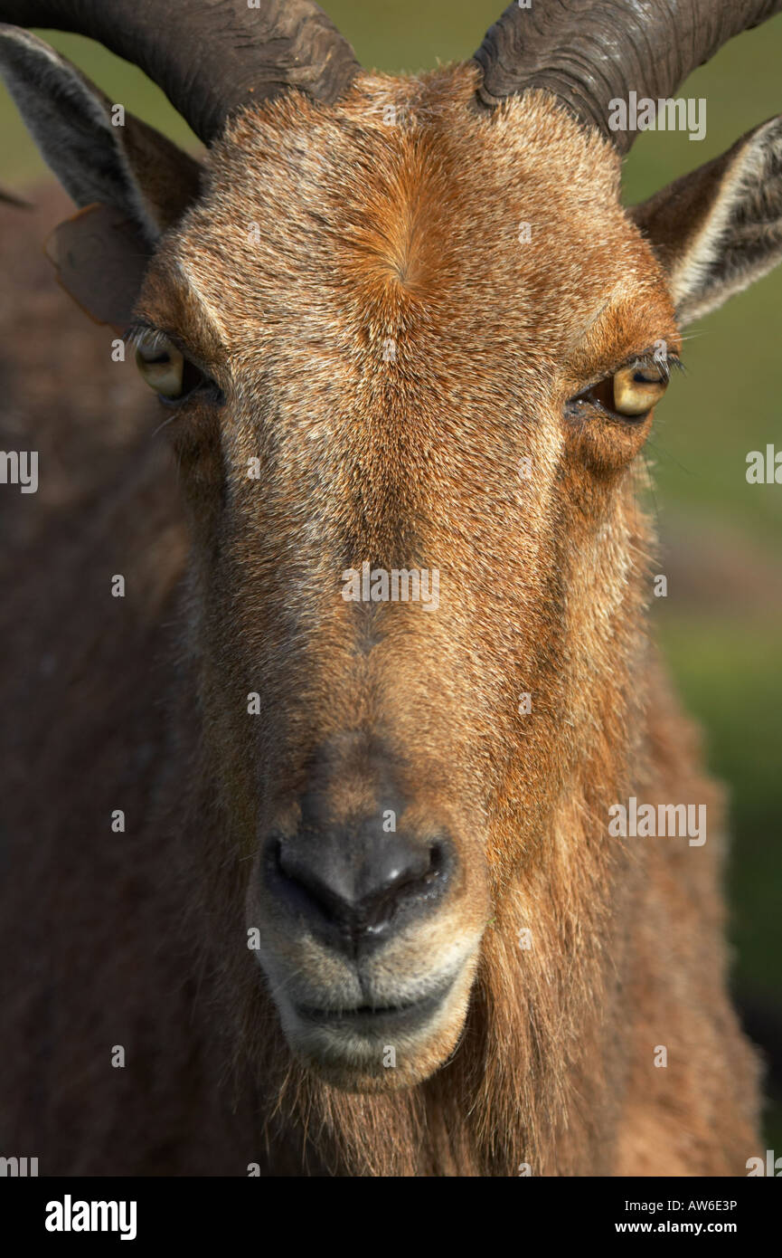 Recurved horns hi-res stock photography and images - Alamy