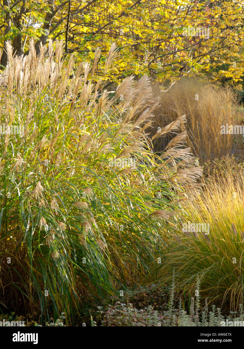 Chinese silver grass (Miscanthus sinensis Stock Photo - Alamy