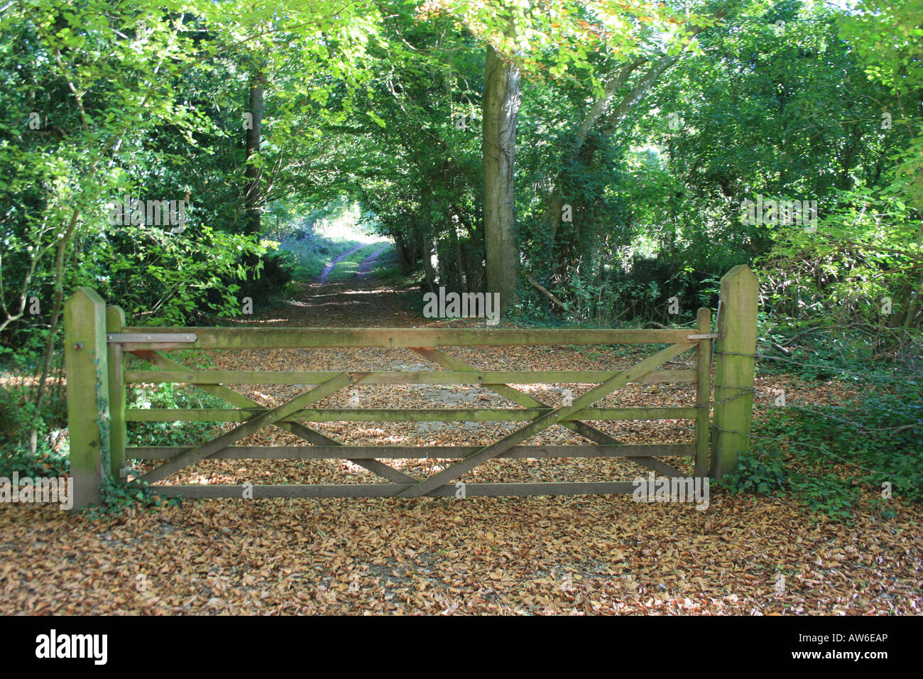 Gate in the woods hi-res stock photography and images - Alamy